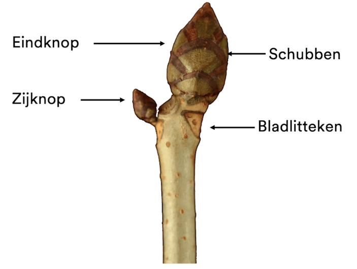 Samenvatting van Planten uit Nectar – 1 havo/vwo – 5 | StudyGo