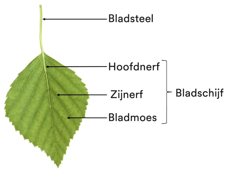 Samenvatting van Planten uit Nectar – 1 vmbo-t/havo – 5 | StudyGo