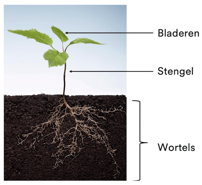 Samenvatting van Planten uit Nectar – 1 vmbo-t/havo – 5 | StudyGo