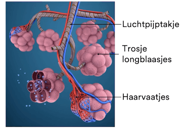 Ademhalen: planten en dieren (Nectar) oefenen | StudyGo