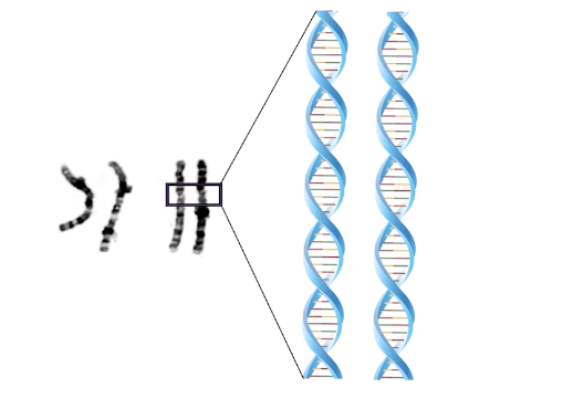 DNA, allelen en eiwitten oefenen | StudyGo