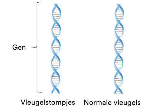 DNA, allelen en eiwitten oefenen | StudyGo