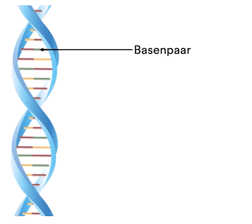 DNA, allelen en eiwitten oefenen | StudyGo