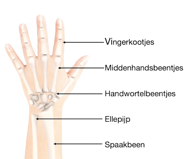 Samenvatting van Bewegen uit Nectar – 1 vmbo-t/havo – 5 | StudyGo
