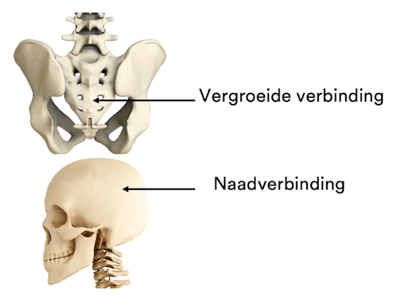 Samenvatting van Bewegen uit Nectar – 1 havo/vwo – 5 | StudyGo