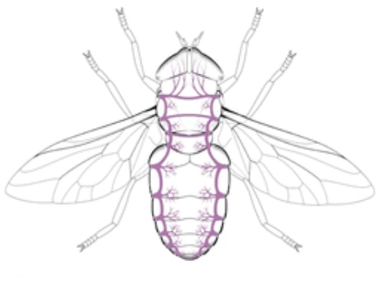 Samenvatting van Dieren en planten uit Nectar – 2/3 havo/vwo – 5 | StudyGo