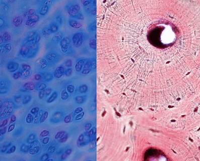 Samenvatting van Inleiding in de biologie uit Biologie voor jou / bvj ...