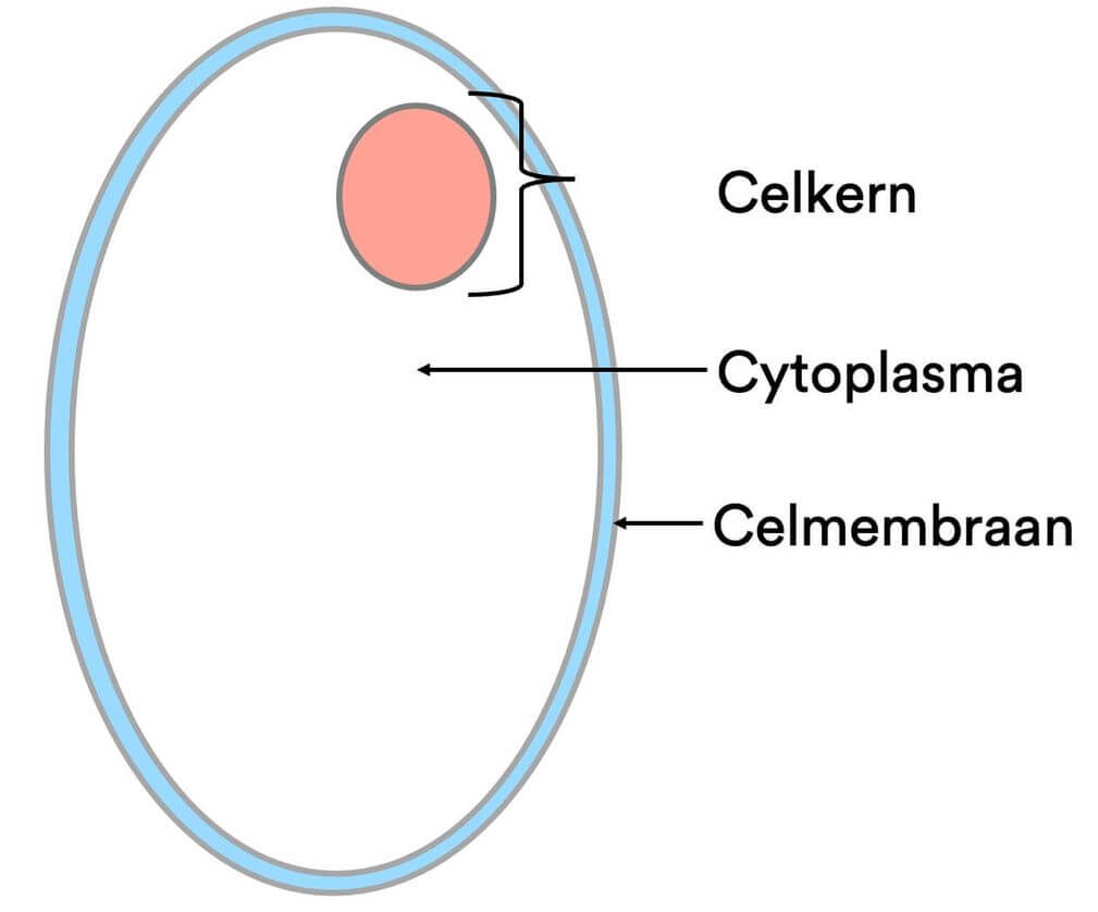 Samenvatting van Inleiding in de biologie uit Biologie voor jou / bvj ...