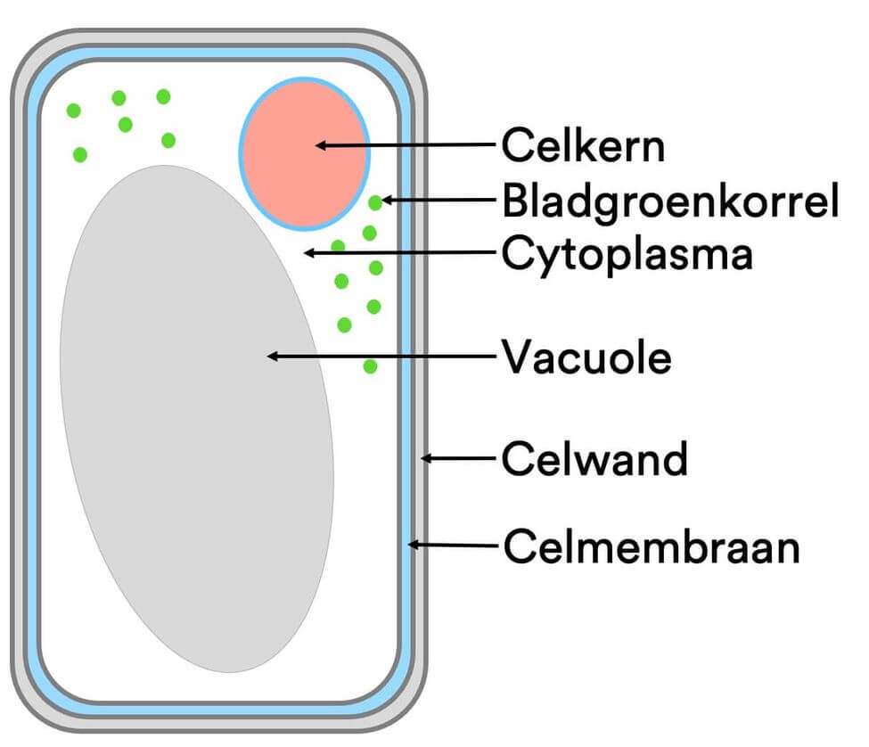 Samenvatting van Inleiding in de biologie uit Biologie voor jou / bvj ...