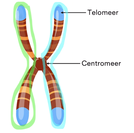 Ongeslachtelijke voortplanting | StudyGo