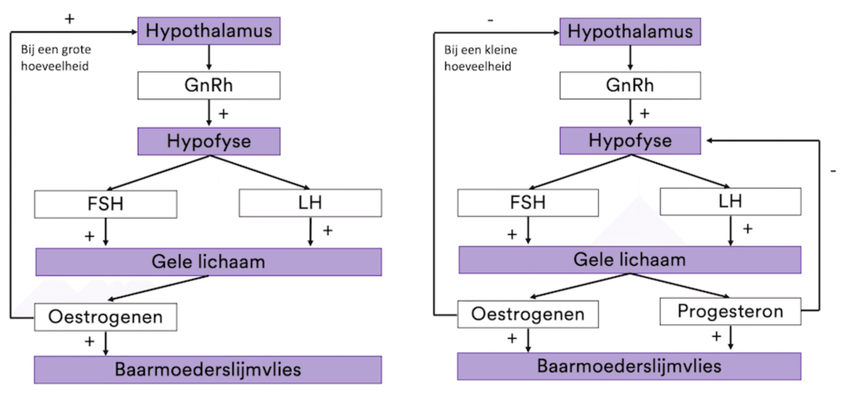 Hormonen oefenen | StudyGo