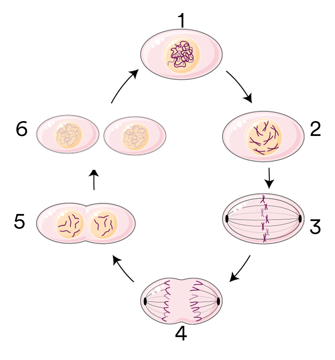 Samenvatting van Voortplanting uit Biologie voor jou / bvj – 4 havo – 8 ...