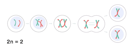 Samenvatting van Voortplanting uit Biologie voor jou / bvj – 4 havo – 8 ...
