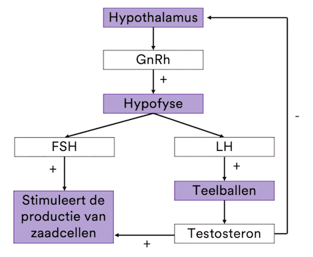 Samenvatting van Voortplanting uit Biologie voor jou / bvj – 4 havo – 8 ...