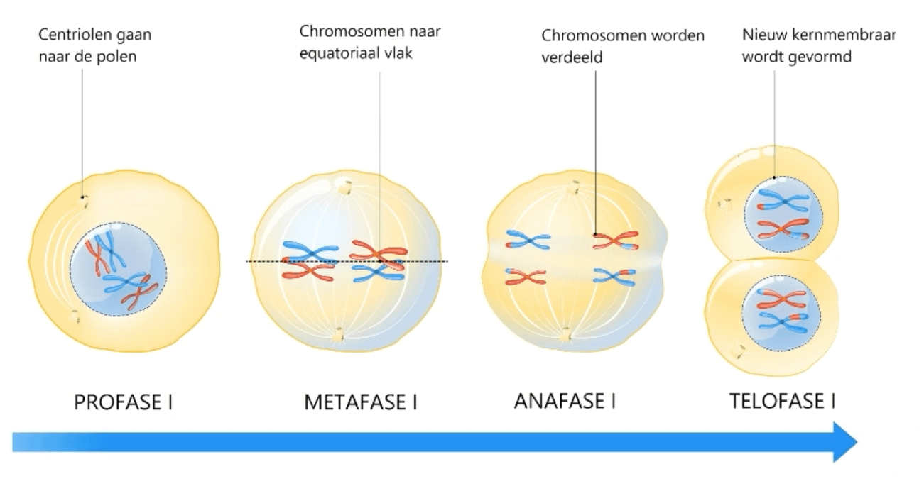 Geslachtelijke voortplanting oefenen | StudyGo
