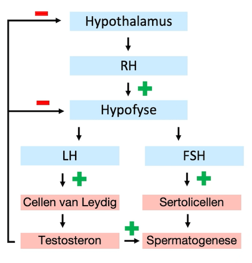 Hormonen oefenen | StudyGo