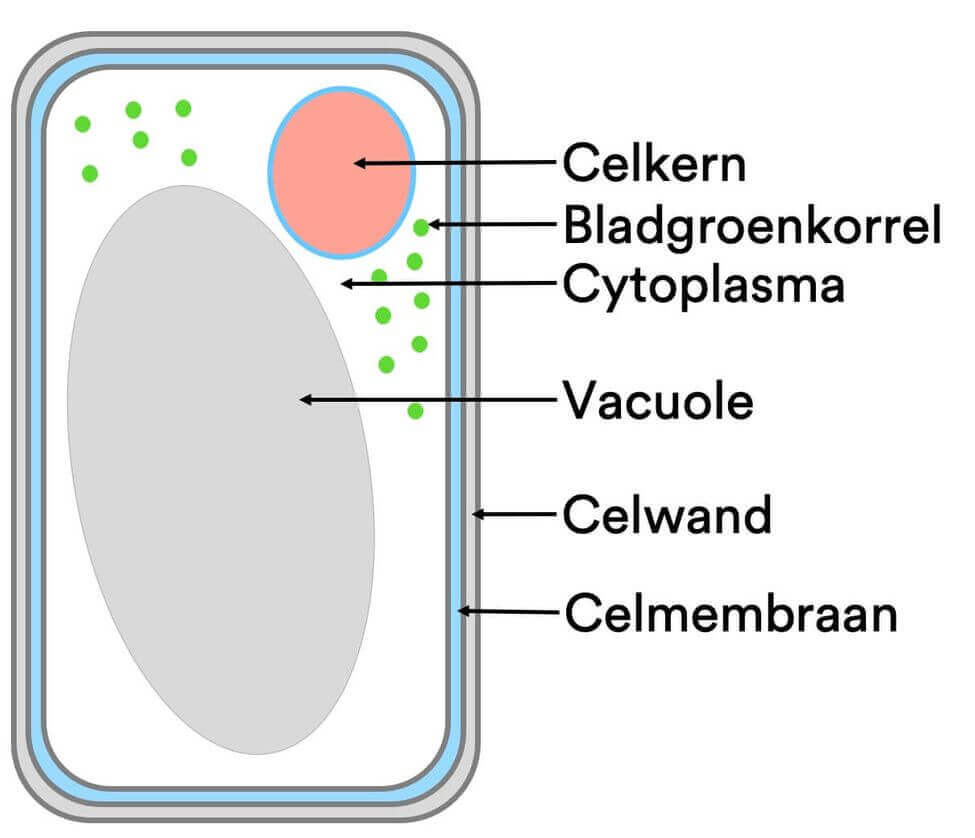 Samenvatting van Inleiding in de biologie uit Biologie voor jou / bvj ...