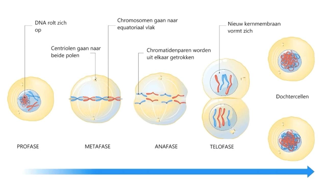 Mitose Stadia Voor Kinderen Mitose: Prophase, Metaphase, Anaphase,