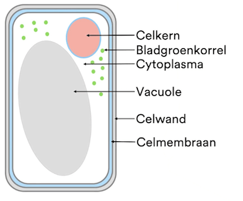 Samenvatting van Evolutie uit Biologie voor jou / bvj – 4 havo – 8 ...