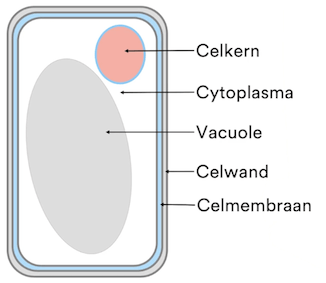 Samenvatting van Evolutie uit Biologie voor jou / bvj – 4 havo – 8 ...