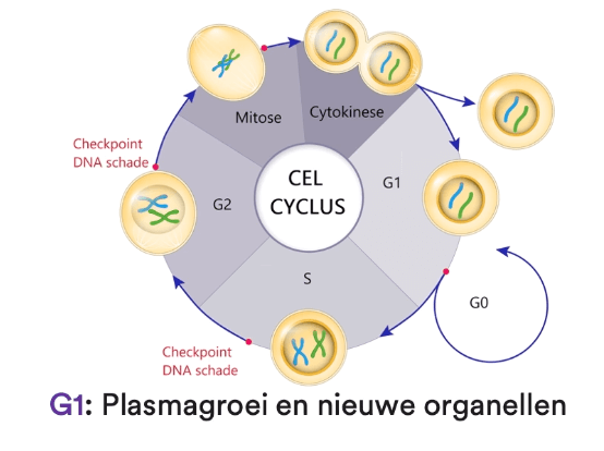 Vorming geslachtscellen | StudyGo