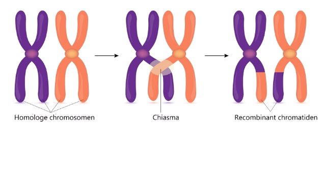 Vorming geslachtscellen | StudyGo