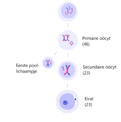 Vorming geslachtscellen | StudyGo