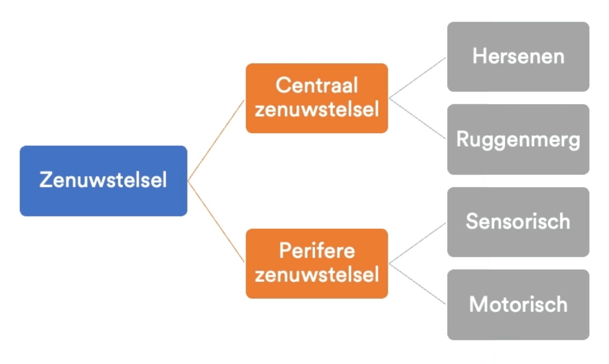 Het zenuwstelsel | StudyGo