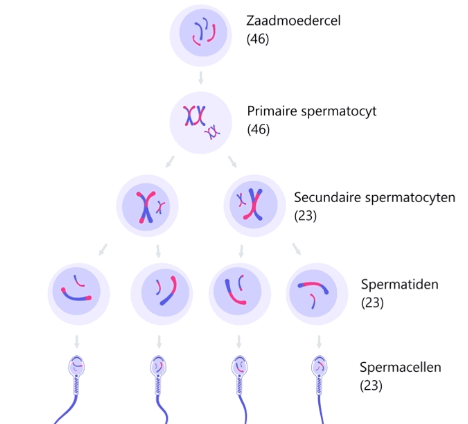 Samenvatting van Voortplanting uit Nectar – 4 vwo – 4 | StudyGo