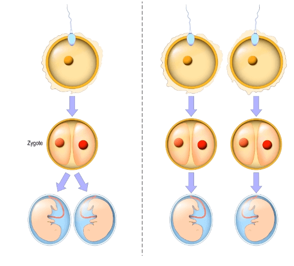 Samenvatting van Voortplanting uit Nectar – 4 vwo – 4 | StudyGo