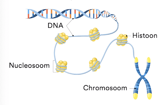 De bouw en functie van DNA oefenen | StudyGo