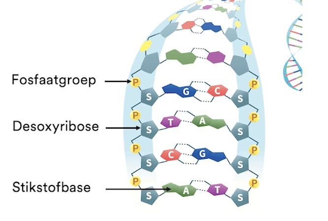 De bouw en functie van DNA oefenen | StudyGo