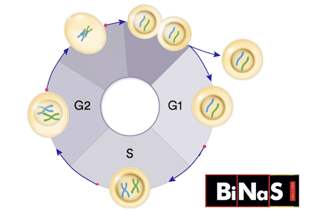 DNA-replicatie oefenen | StudyGo
