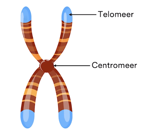 DNA-replicatie | WRTS