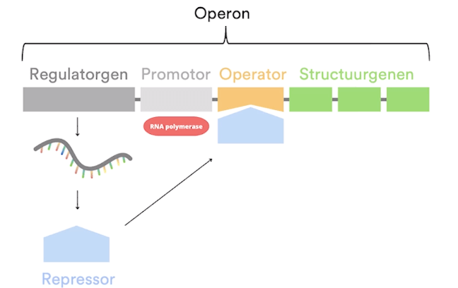 Genexpressie oefenen | StudyGo