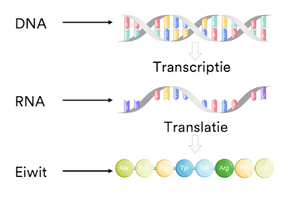 Samenvatting van DNA uit Biologie voor jou / bvj – 5 havo – 8 | StudyGo
