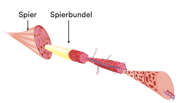 Spieren (Nectar) oefenen | StudyGo