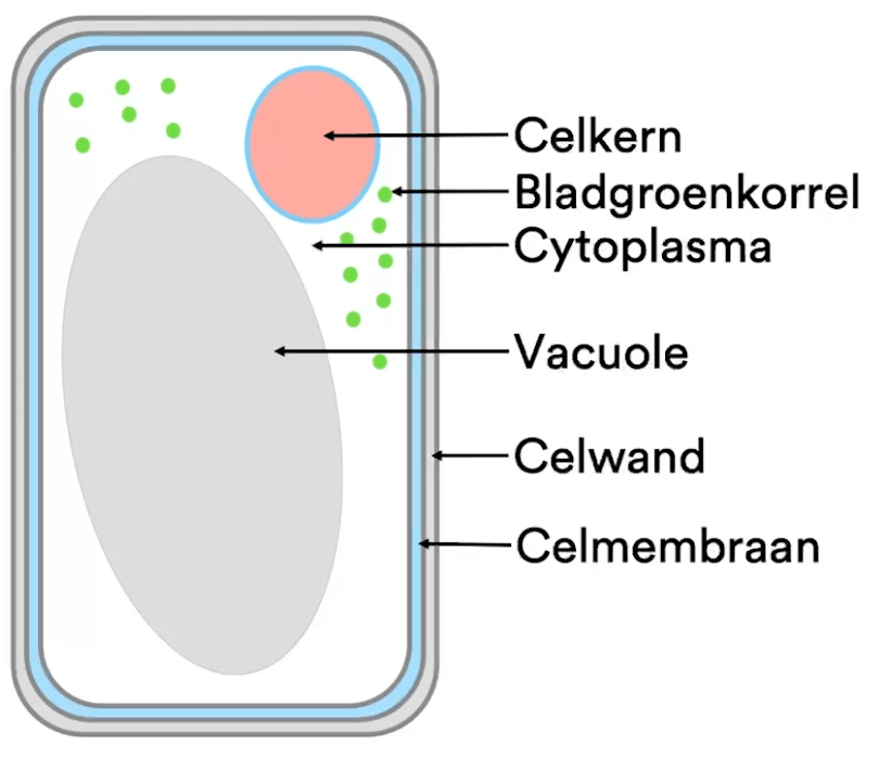 Organismen indelen oefenen | StudyGo