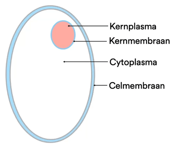 Samenvatting van Organismen uit de vier rijken uit Nectar – 3 vmbo-t – 5 | StudyGo