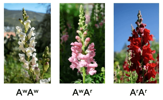 Homozygoot en heterozygoot oefenen | StudyGo