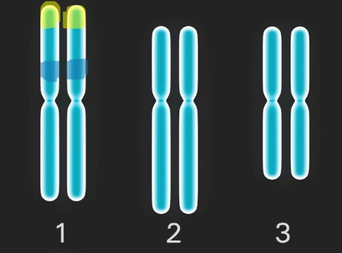 Multipele allelen & gekoppelde overerving oefenen | StudyGo
