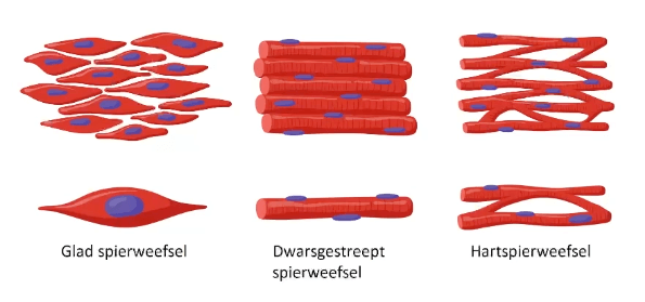 Spieren en beweging oefenen | StudyGo
