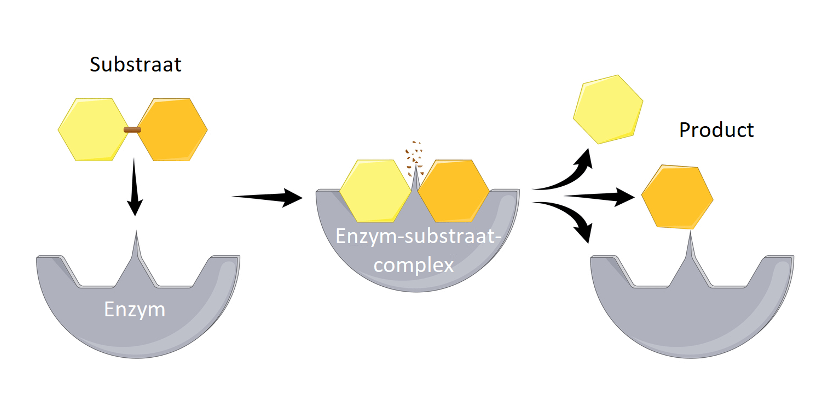 Samenvatting van Voeding en vertering uit Nectar – 5 vwo – 4 | StudyGo