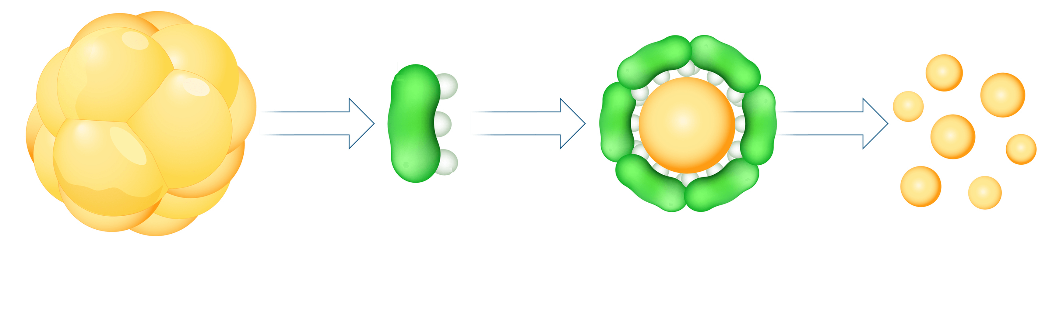 Samenvatting van Voeding en vertering uit Nectar – 5 vwo – 4 | StudyGo