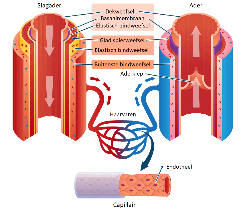 Samenvatting van Transport uit Nectar – 5 havo – 4 | StudyGo