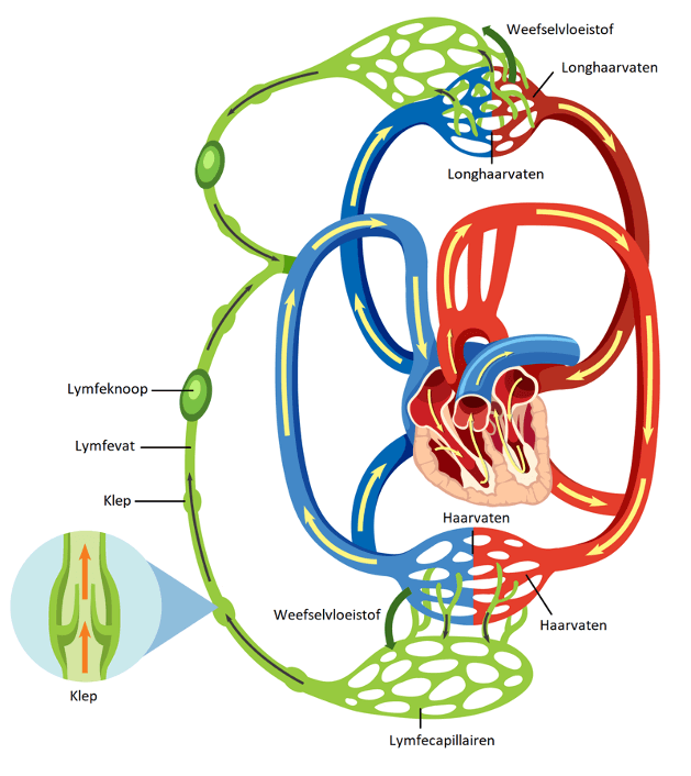 Samenvatting van Transport uit Nectar – 5 havo – 4 | StudyGo