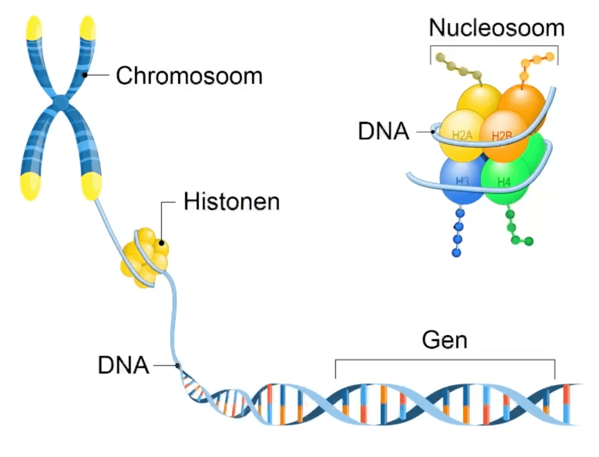DNA in je cellen oefenen | StudyGo