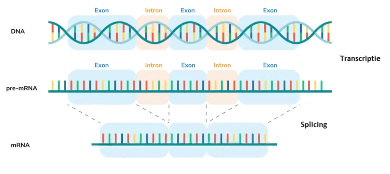 Transcriptie Stappen Diagram