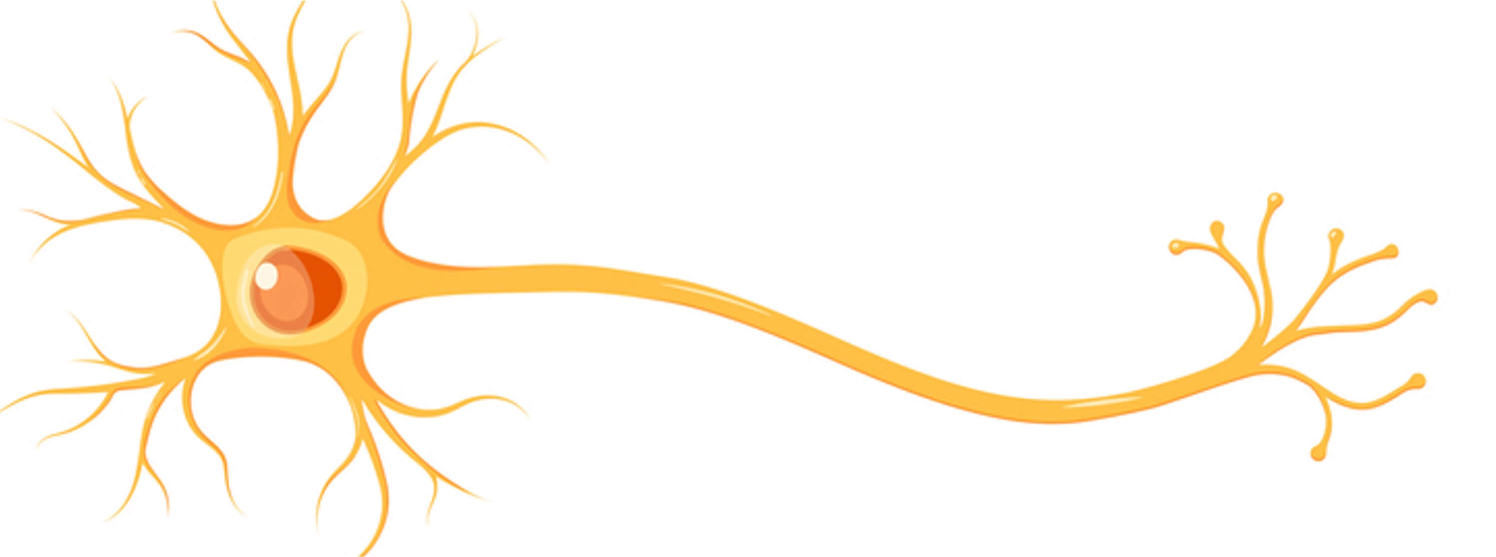 Zenuwcellen en zenuwen oefenen | StudyGo