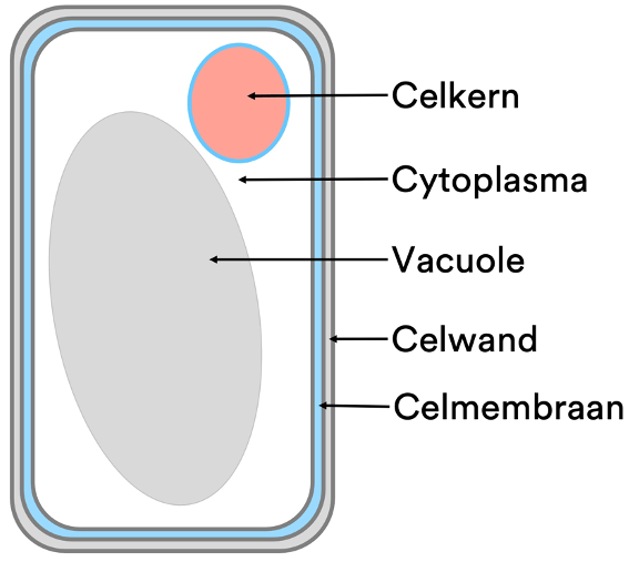 Organismen ordenen oefenen | StudyGo